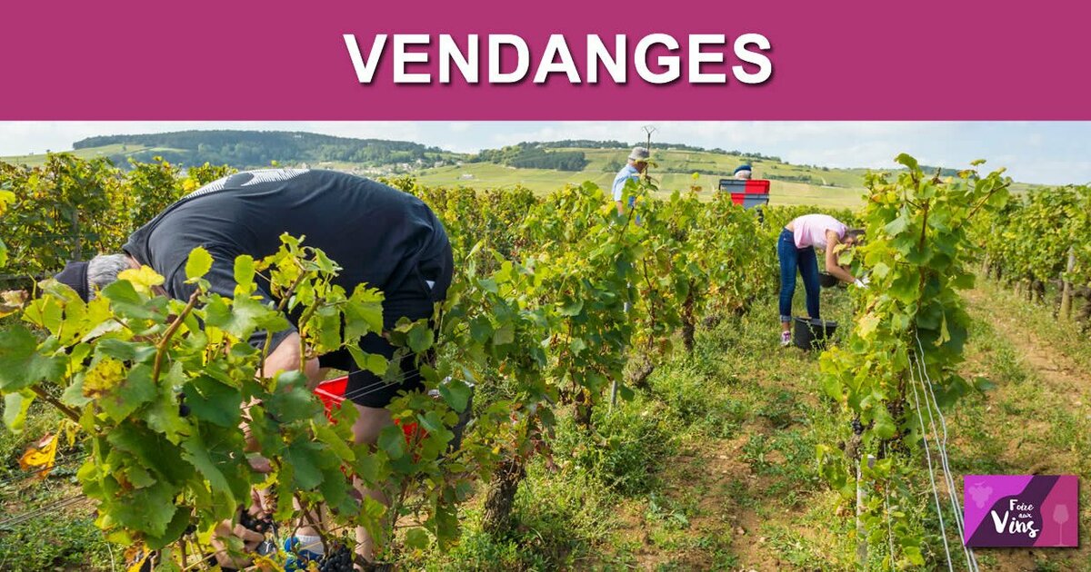 Vendanges 2022 : une année exceptionnelle en Champagne en vue ! Avec des prix en baisse ...